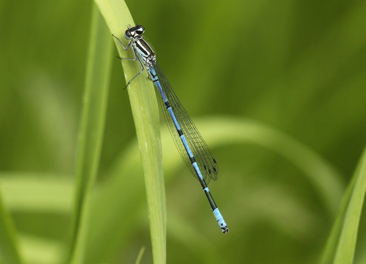 Coenagrion puella, Azure Damselfly